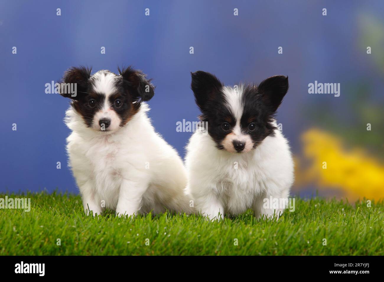 Papillons, puppies, 7 weeks, butterfly doggy, continental dwarf spaniel ...