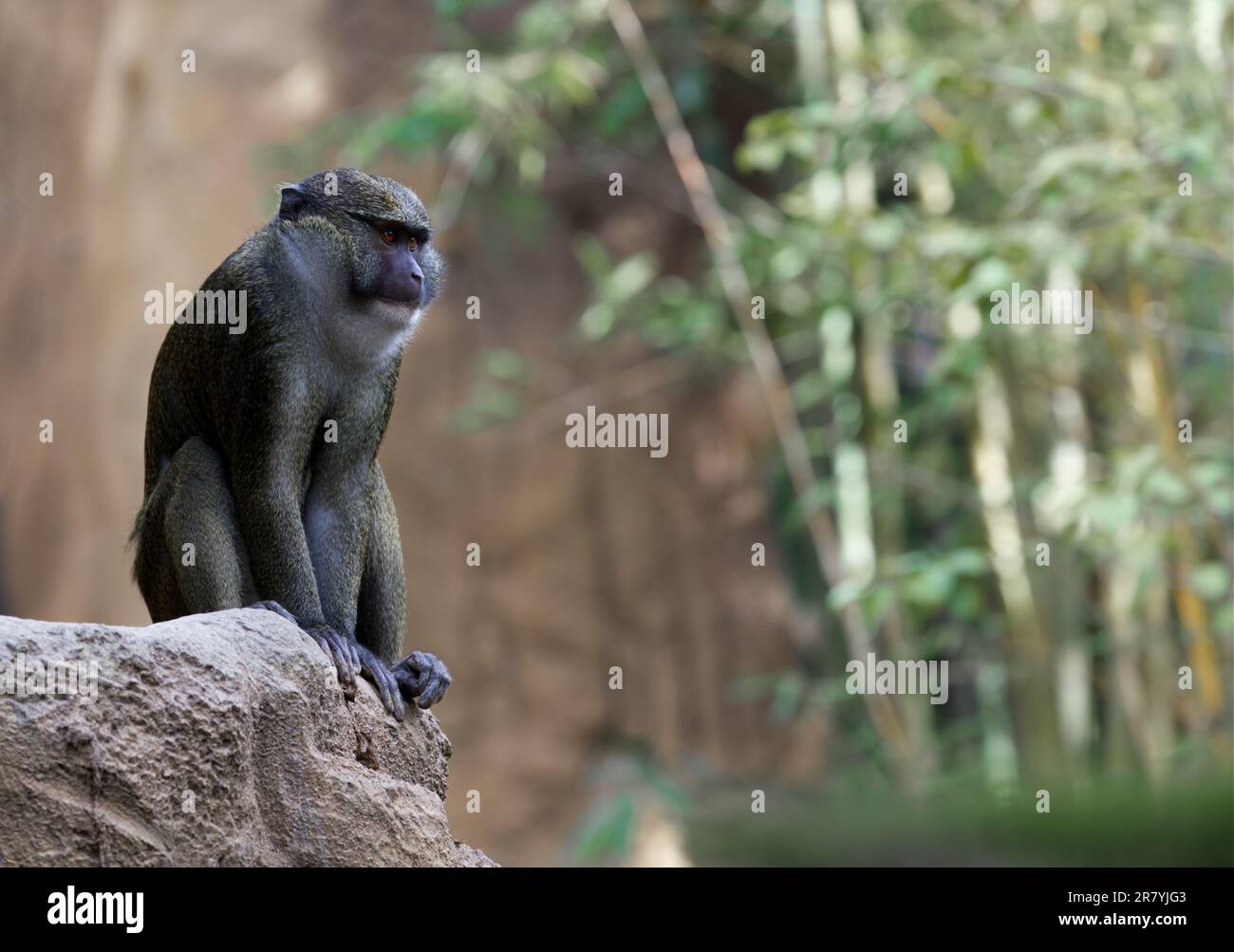 Allens swamp monkey hi-res stock photography and images - Alamy