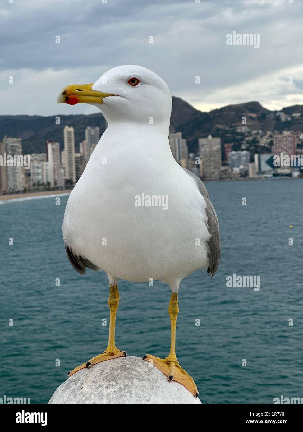 A vertical shot of a white seagull perched atop a stone pillar, with a ...