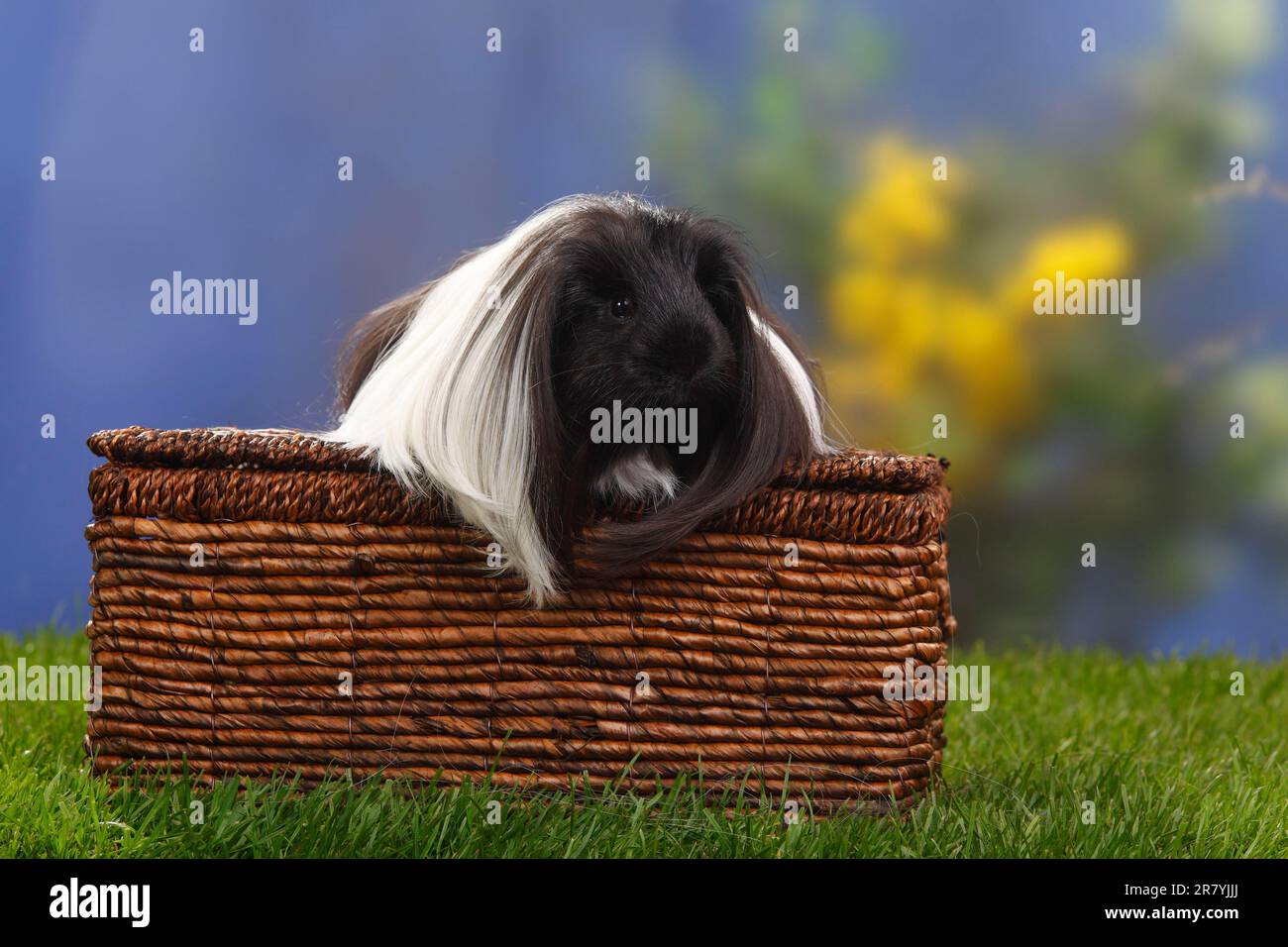 Sheltie guinea pig, black and white, Peruvian silkie Stock Photo - Alamy