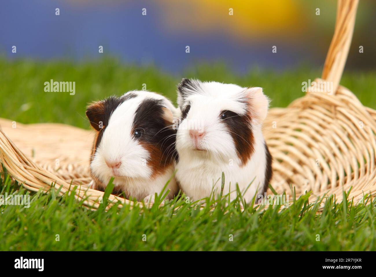 Coronet guinea pig and Sheltie guinea pig, tortie with white, kittens ...