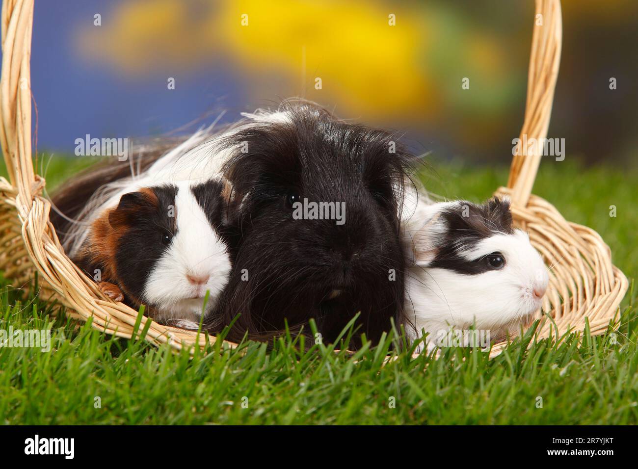 Sheltie guinea pig, black and white, and kittens, tortoiseshell with ...