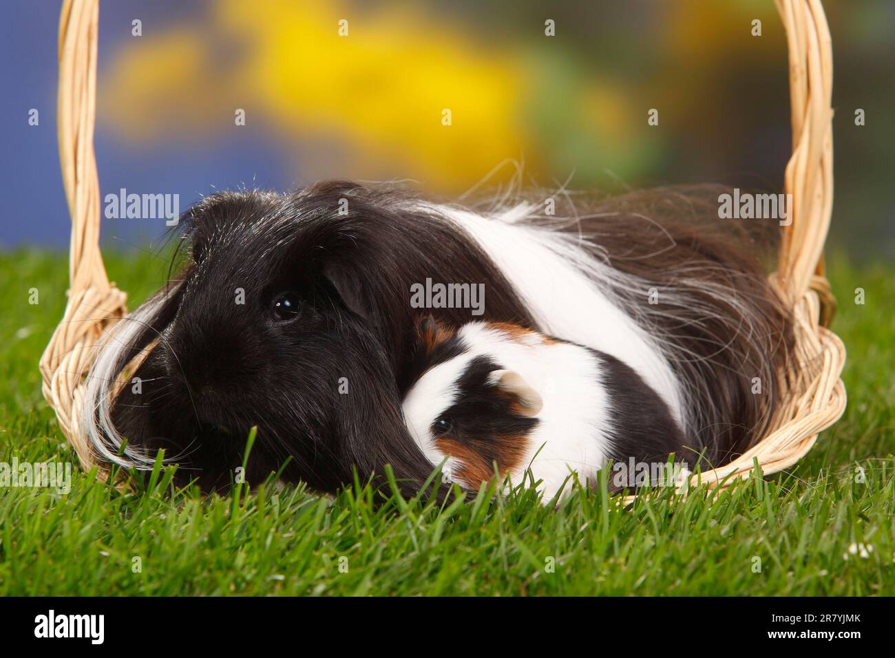 Sheltie guinea pig, black and white, and kitten, tortie with white ...