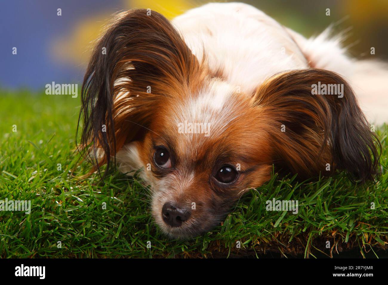 Dwarf spaniel hi-res stock photography and images - Alamy