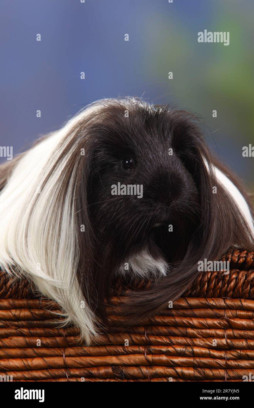 Sheltie guinea pig, black and white, Peruvian silkie Stock Photo - Alamy