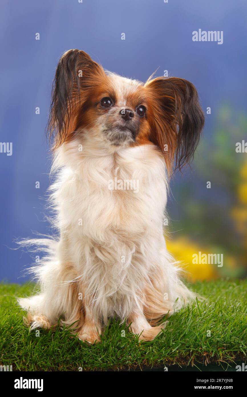 Dwarf spaniel hi-res stock photography and images - Alamy