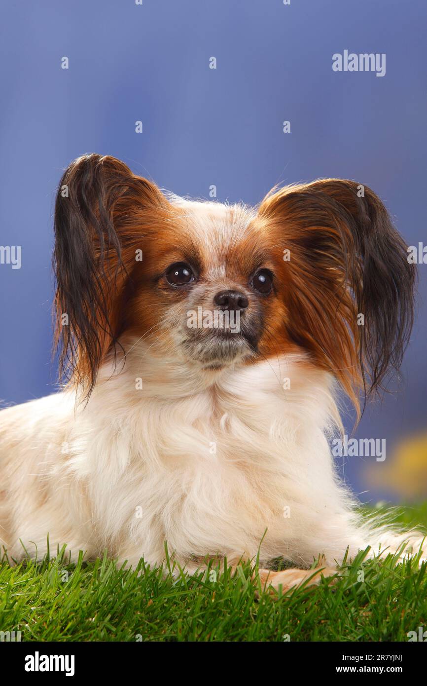 Dwarf spaniel hi-res stock photography and images - Alamy