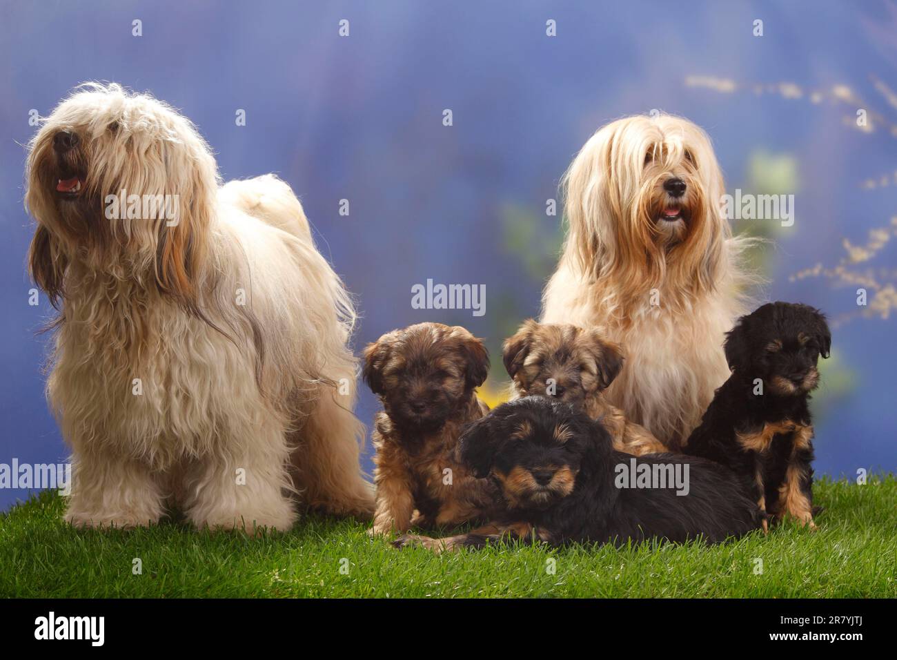 Couple and puppies, 8 weeks, Tibetterrier Stock Photo - Alamy