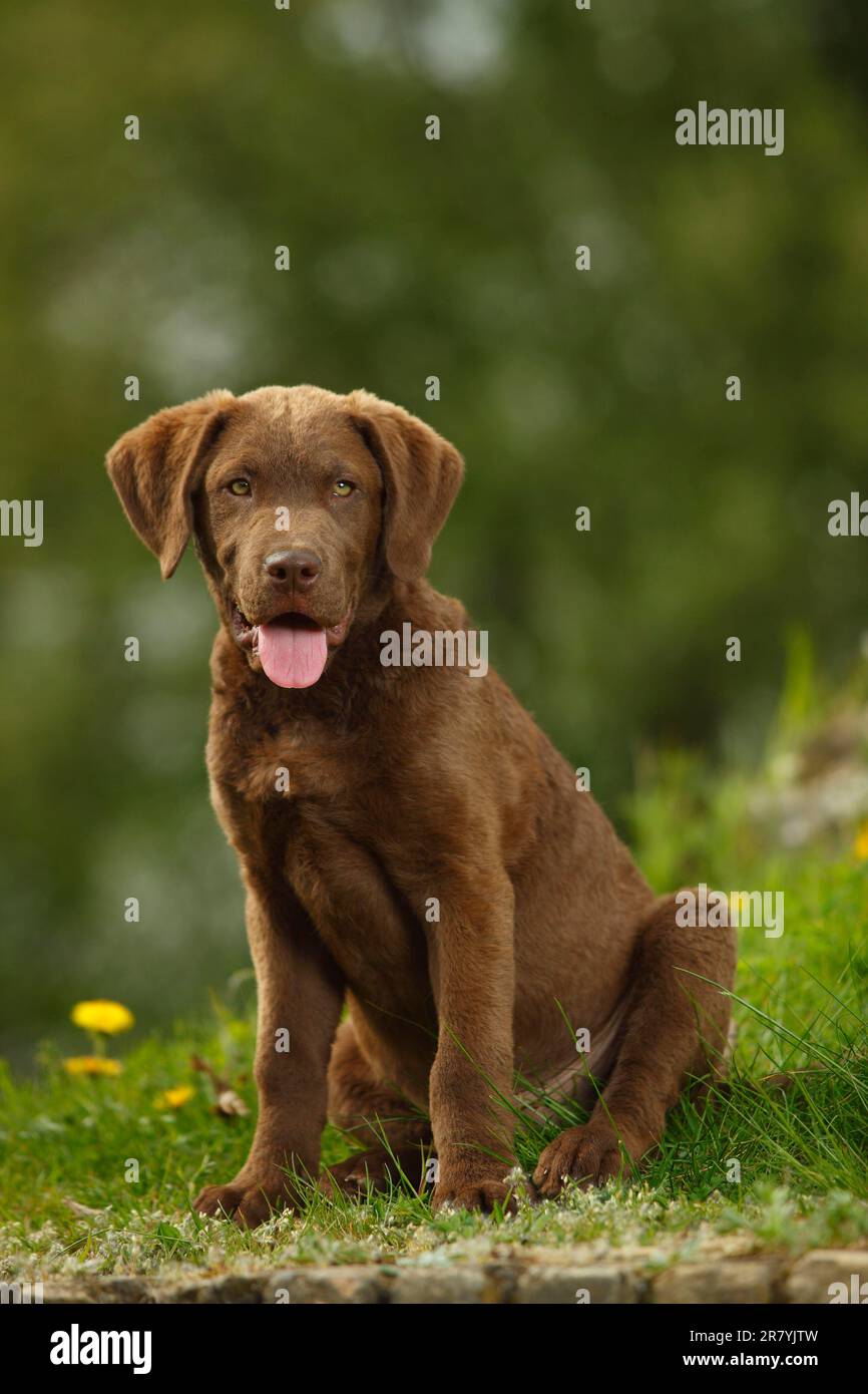 Chesapeake Bay Retriever, puppy, 14 weeks Stock Photo - Alamy