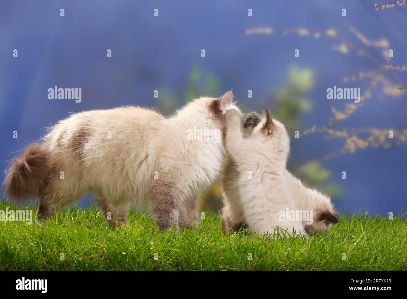 Neva Masquarade with kittens, 7 weeks, Siberian Forest Cat, Neva ...