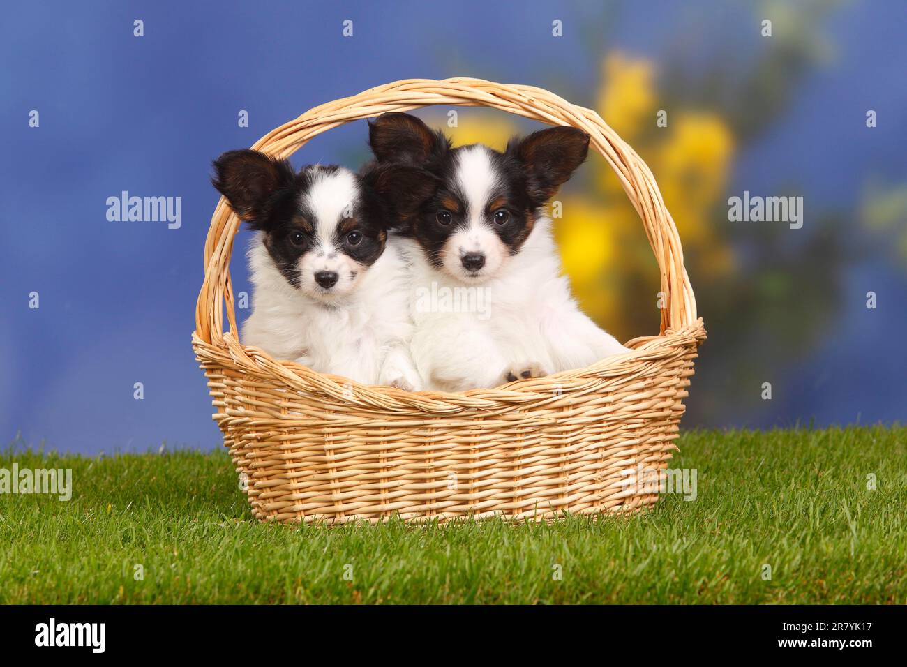 Papillons, puppies, 7 weeks, butterfly doggy, continental dwarf spaniel ...