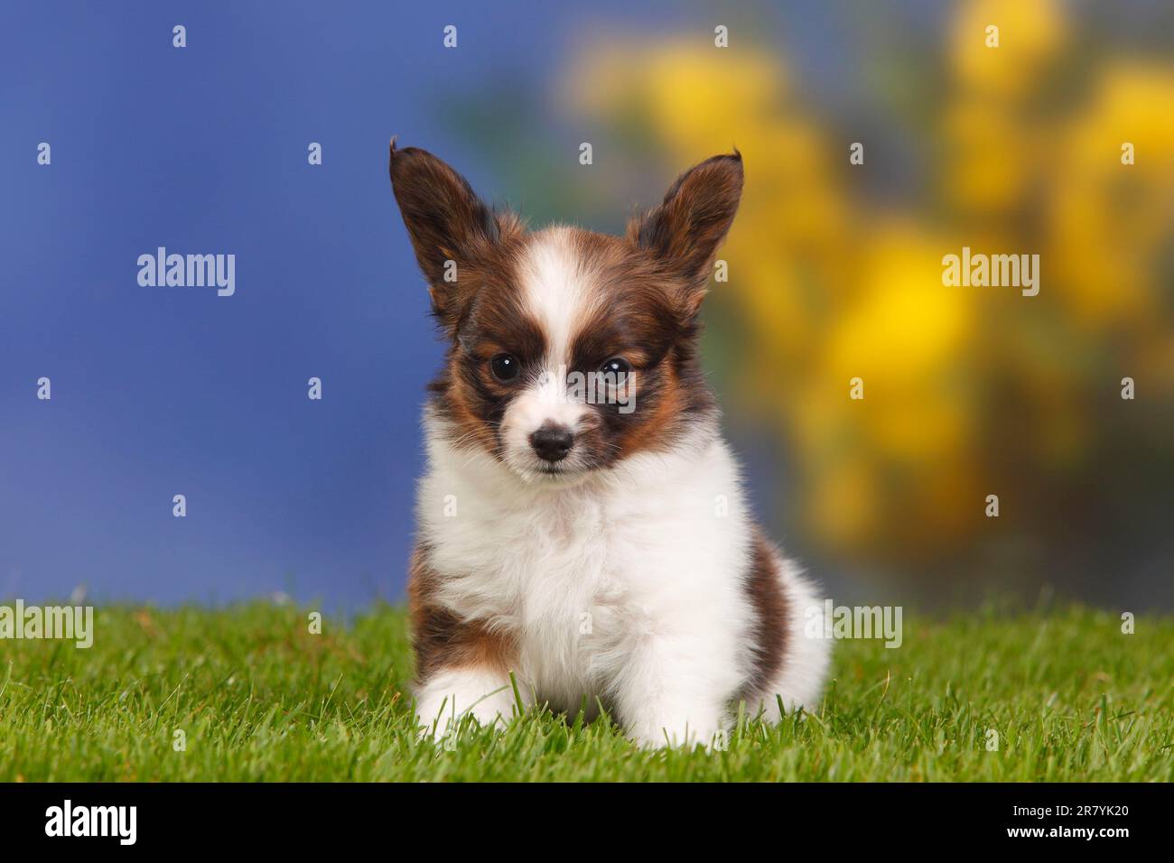 Papillon, puppy, 7 weeks, butterfly doggy, continental dwarf spaniel ...