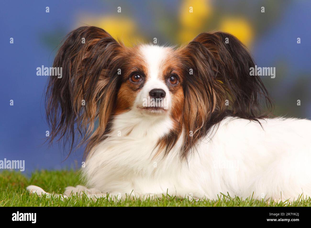 Dwarf spaniel hi-res stock photography and images - Alamy