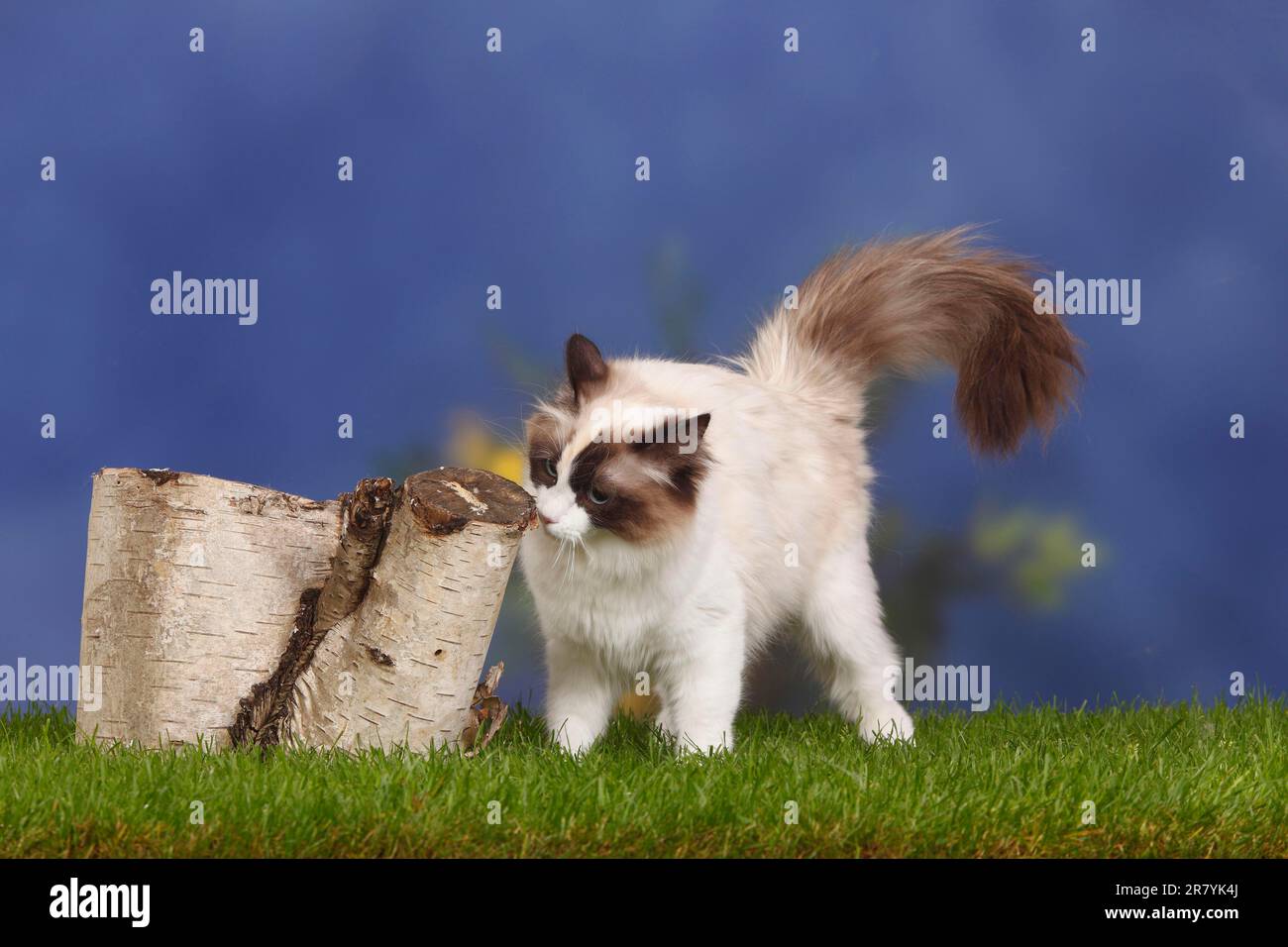Neva Masquarade, seal-tortie-point-white, Siberian Forest Cat, Neva ...