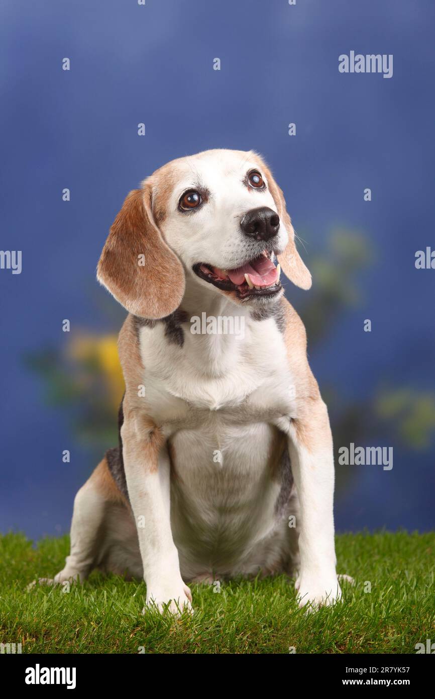 Beagle, male, old dog, 10 years old Stock Photo - Alamy