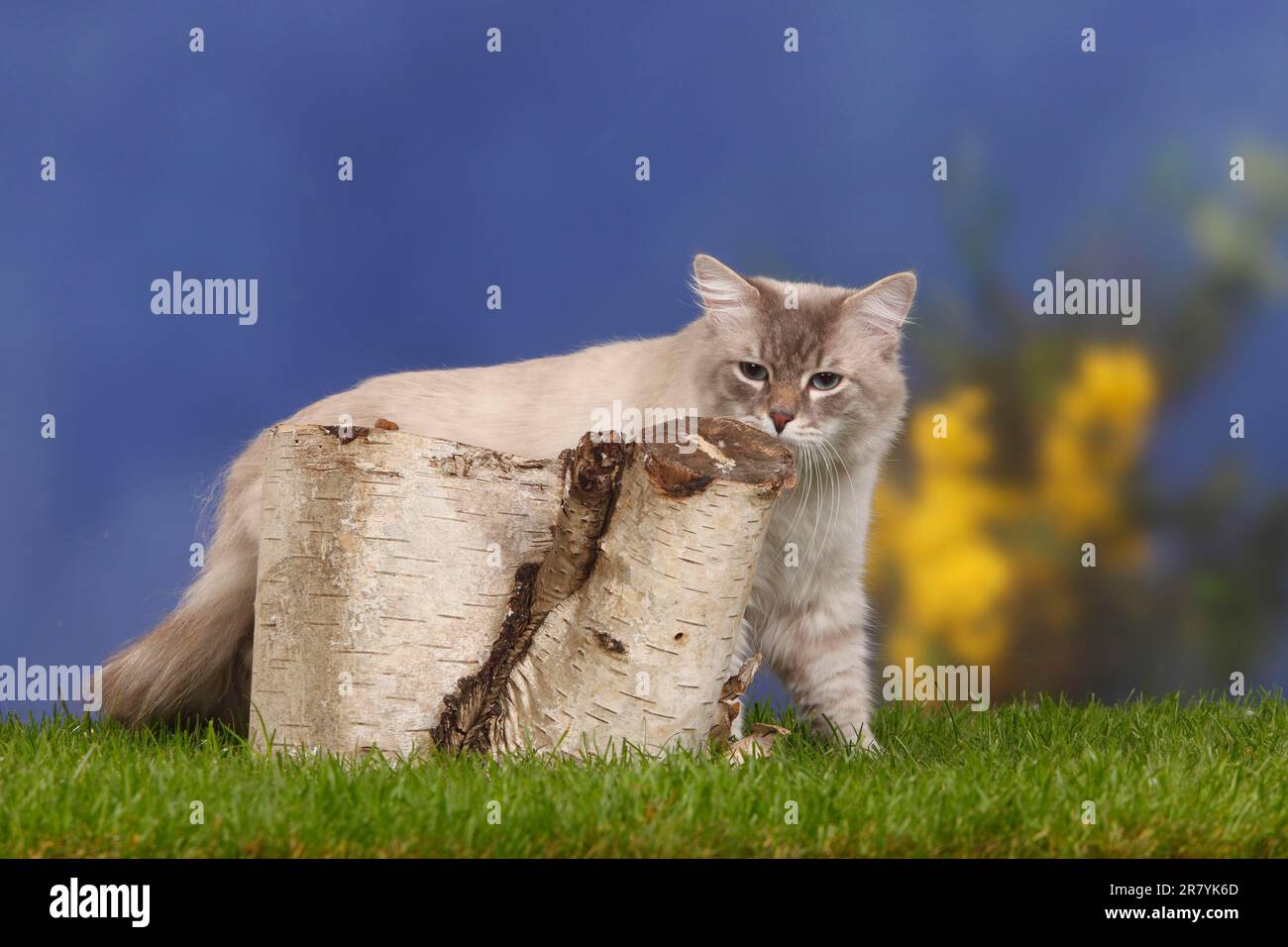 Neva Masquarade, male, blue-tabby-point, Siberian Forest Cat, Siberian ...