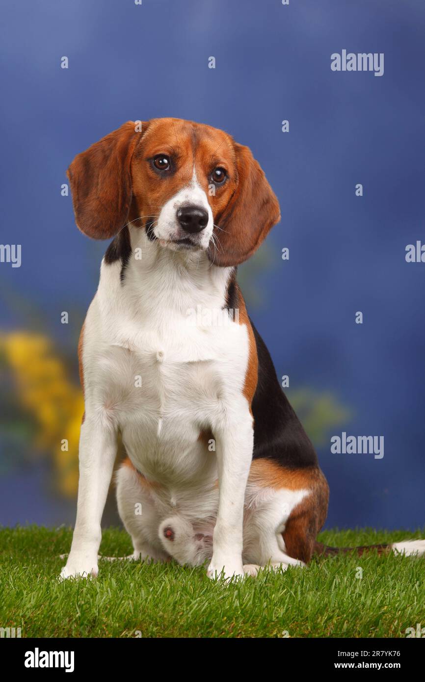 Beagle, male, 11 months Stock Photo - Alamy