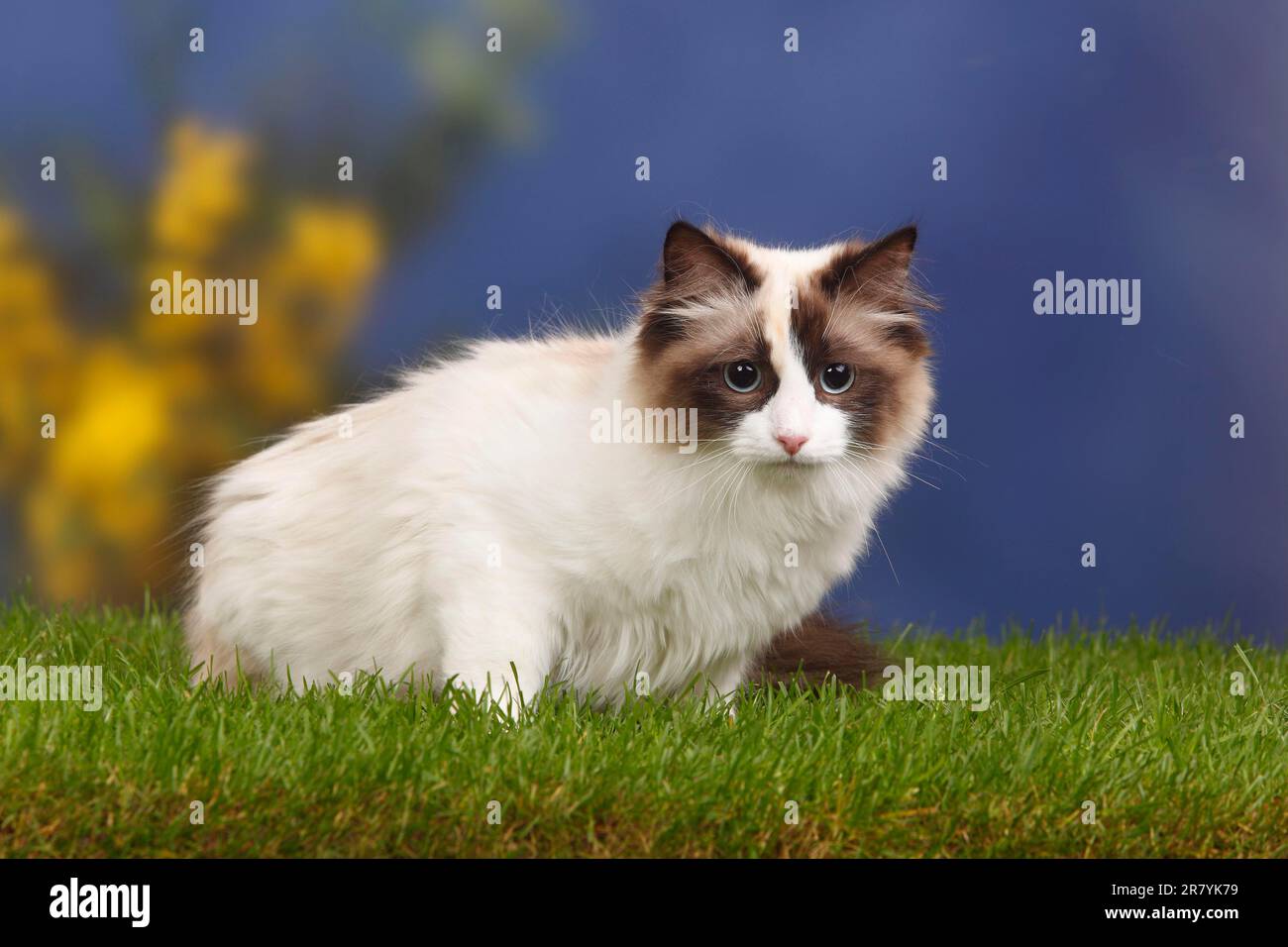 Seal tortie point white hi-res stock photography and images - Alamy