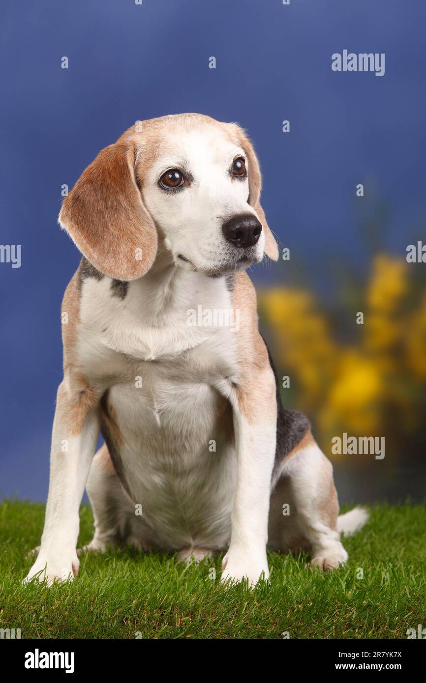 Old beagle hi-res stock photography and images - Alamy