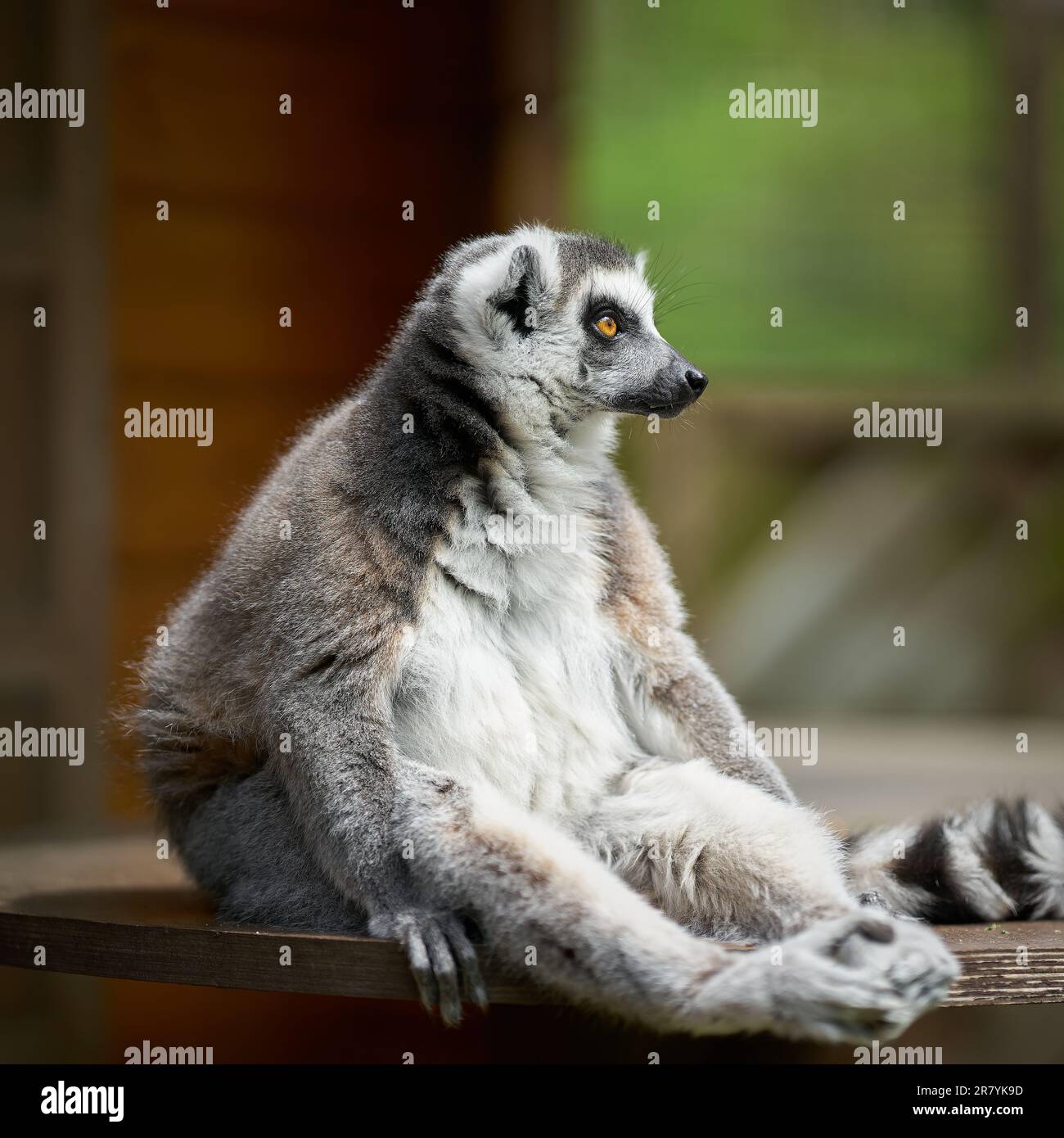 a captive sitting alert ring-tailed lemur, lemur catta in an animal park Stock Photo - Alamy