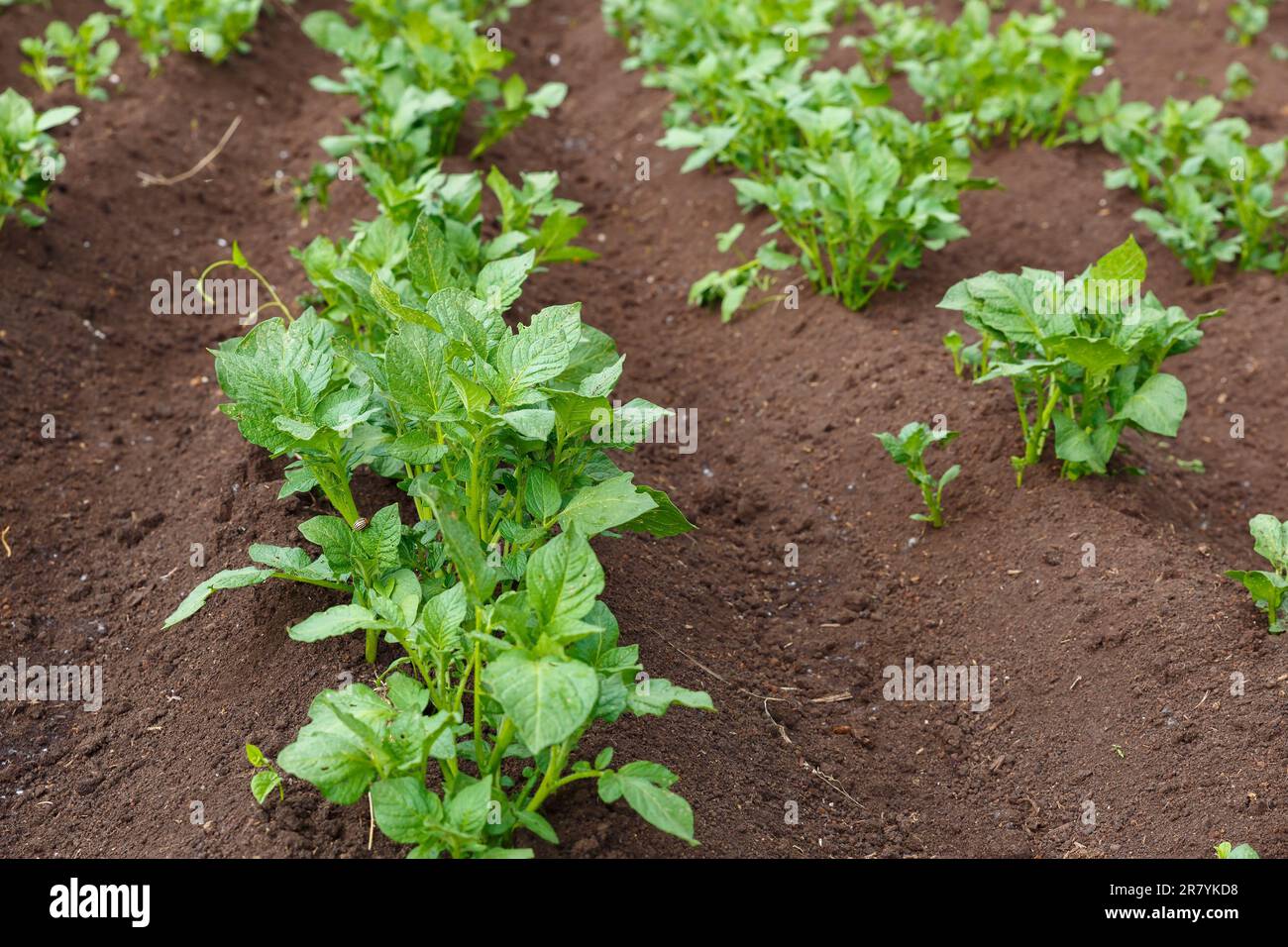Potato seedlings growing in rows in a field in summer. potato plantation Stock Photo - Alamy