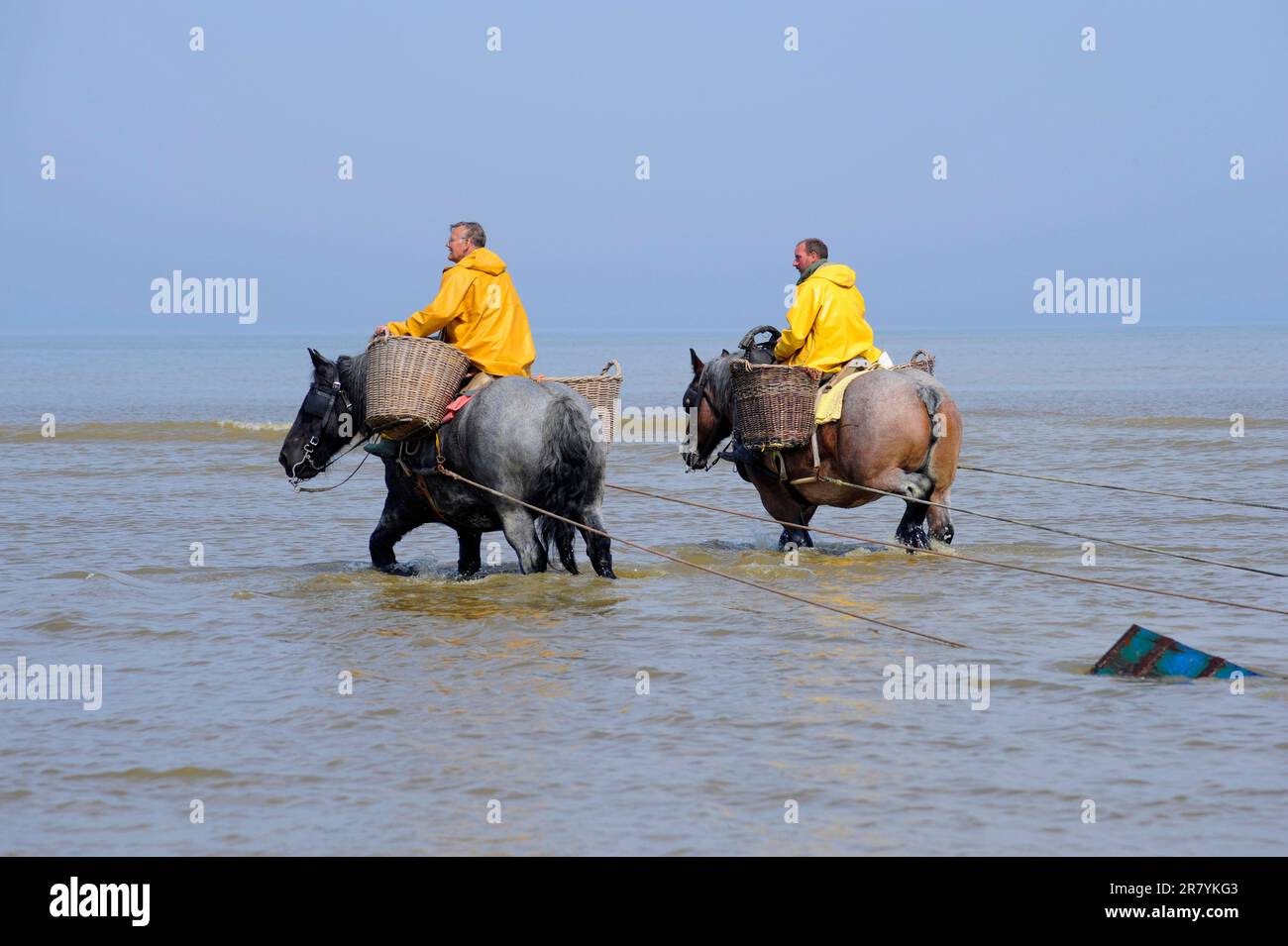 Fishermen with horses fishing for shrimps, crab fishermen, crabs, cold ...