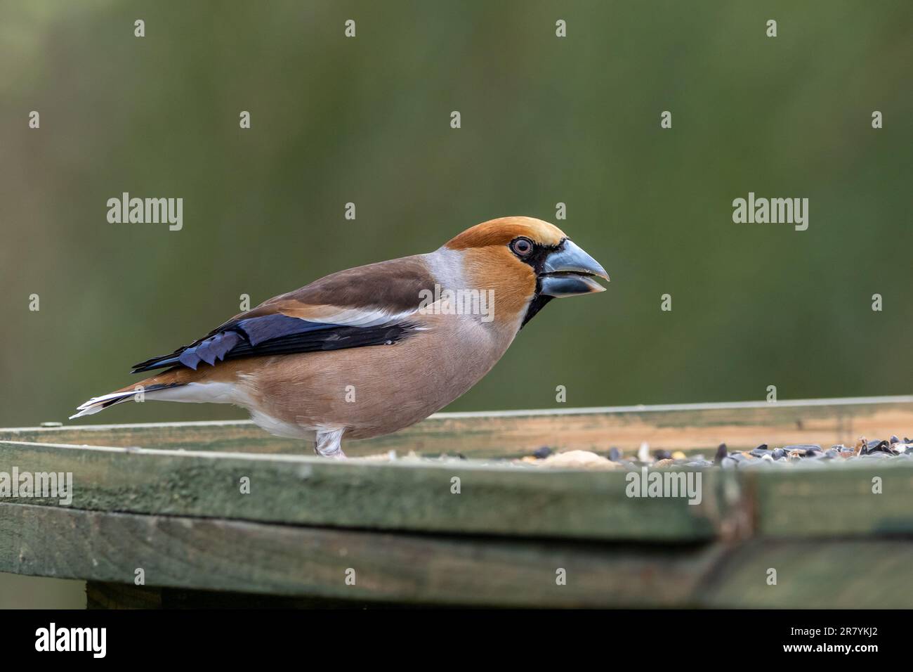 A beautiful, male Hawfinch (Coccothraustes coccothraustes) on a bird ...