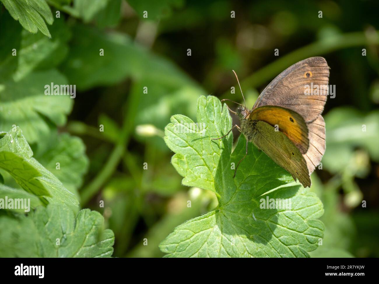 Bulgaria June 18 th 2023: Europes hotspot with 216 species of butterfly ...