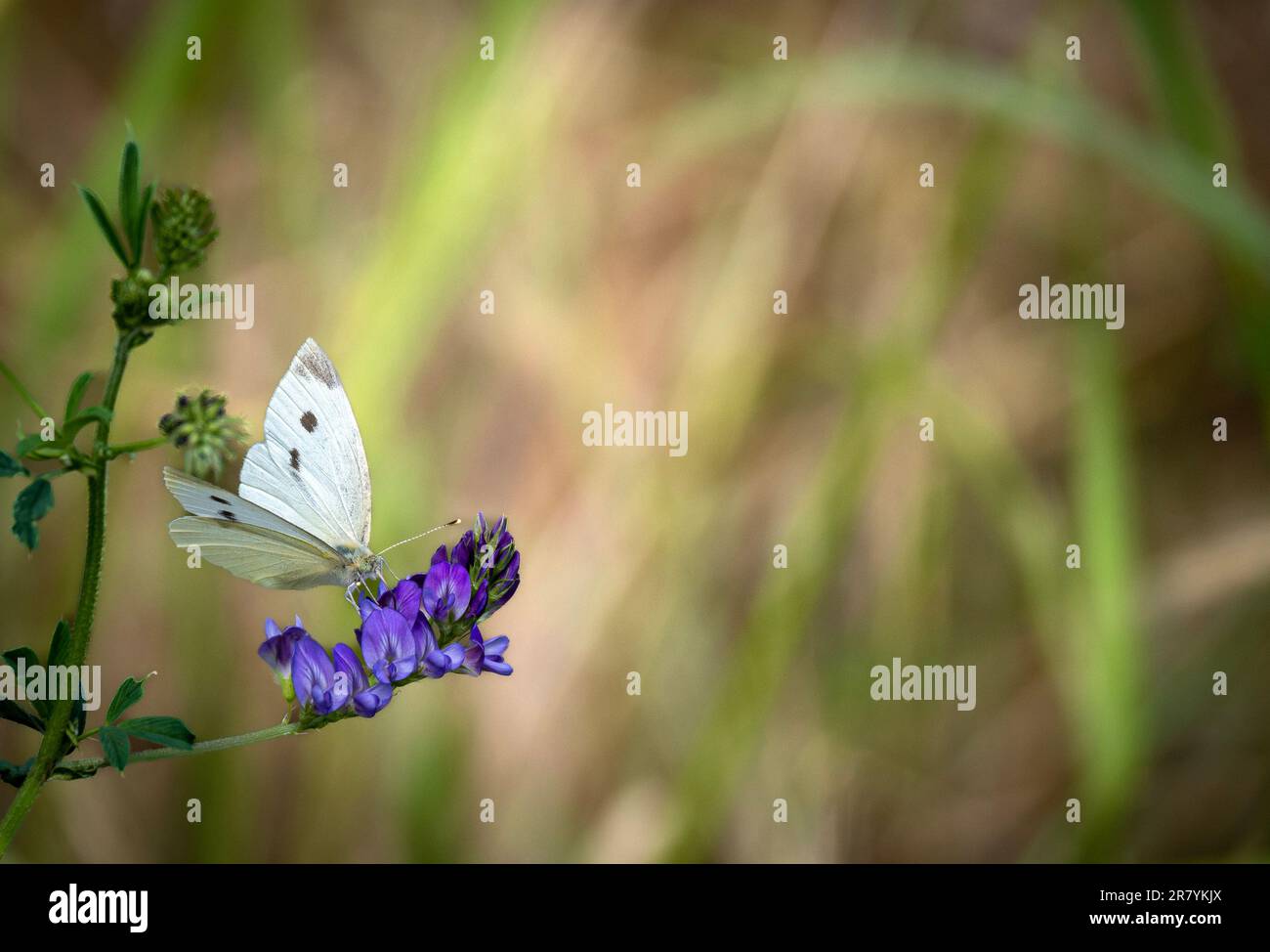 Bulgaria June 18 th 2023: Europes hotspot with 216 species of butterfly ...