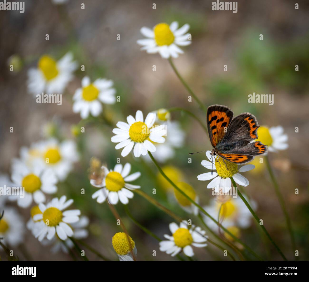 Bulgaria June 18 th 2023: Europes hotspot with 216 species of butterfly ...