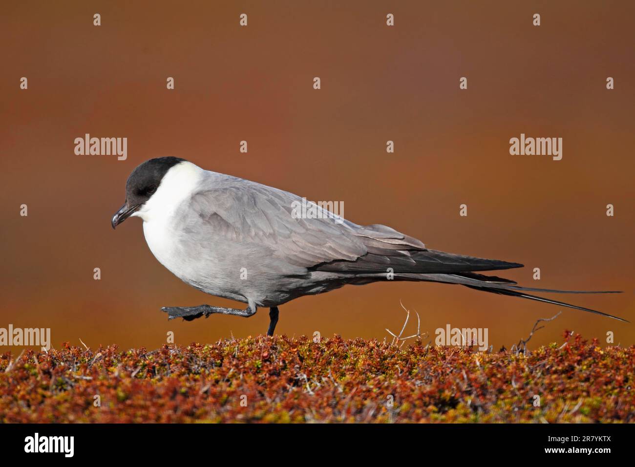 Long-tailed jaeger (Stercorarius longicaudus), light phase, Varanger ...
