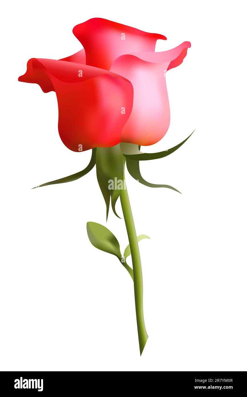 Nice red rose Stock Vector Images - Alamy