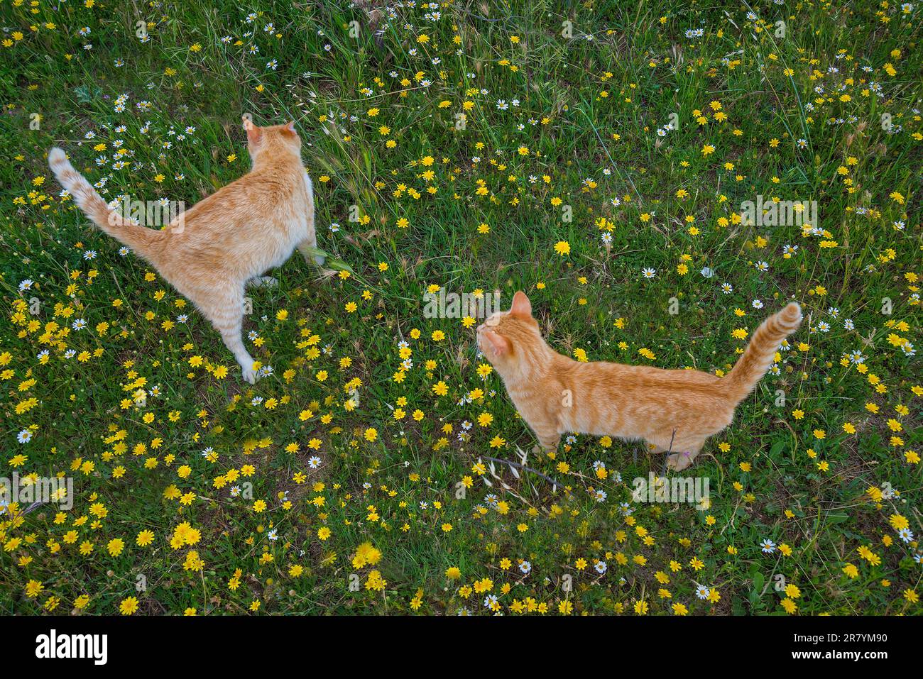 Orange tabby cats on the grass Stock Photo - Alamy