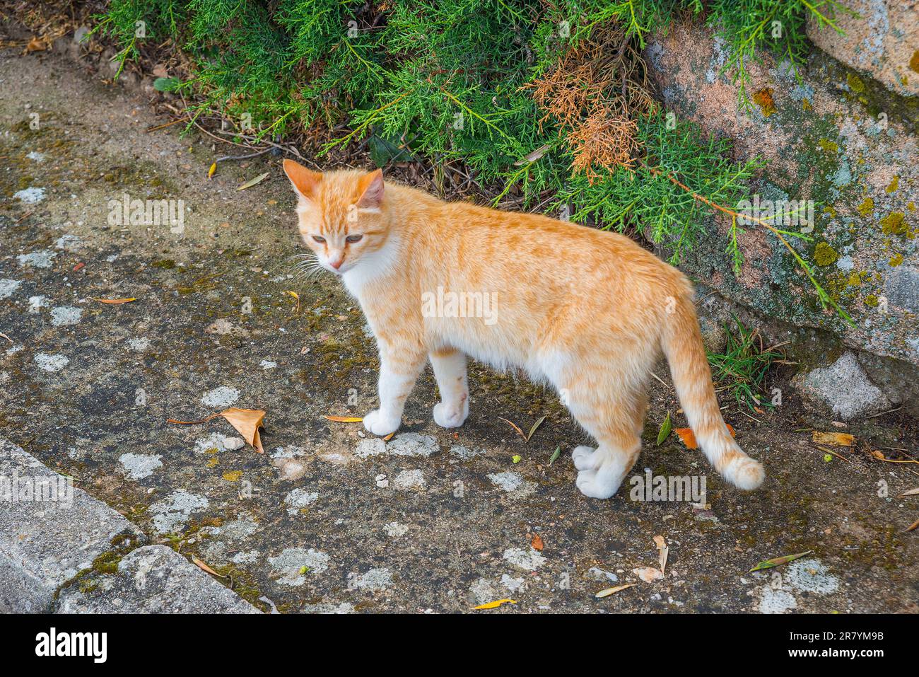 Tabby blanco hi-res stock photography and images - Alamy