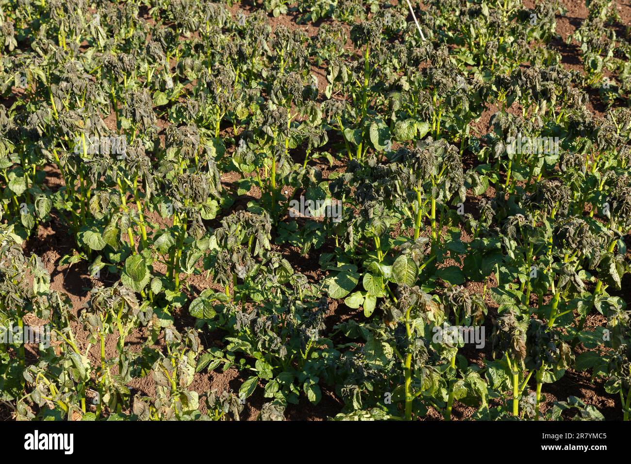 Potato plants damaged by the frost. Potato plants showing signs of ...