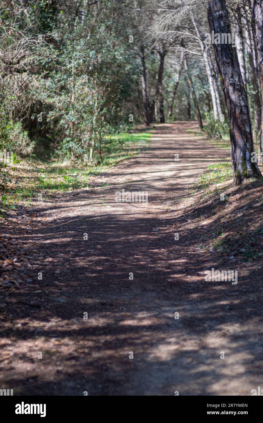 GRavel outdoor path on a pine tree forest landscape Stock Photo - Alamy