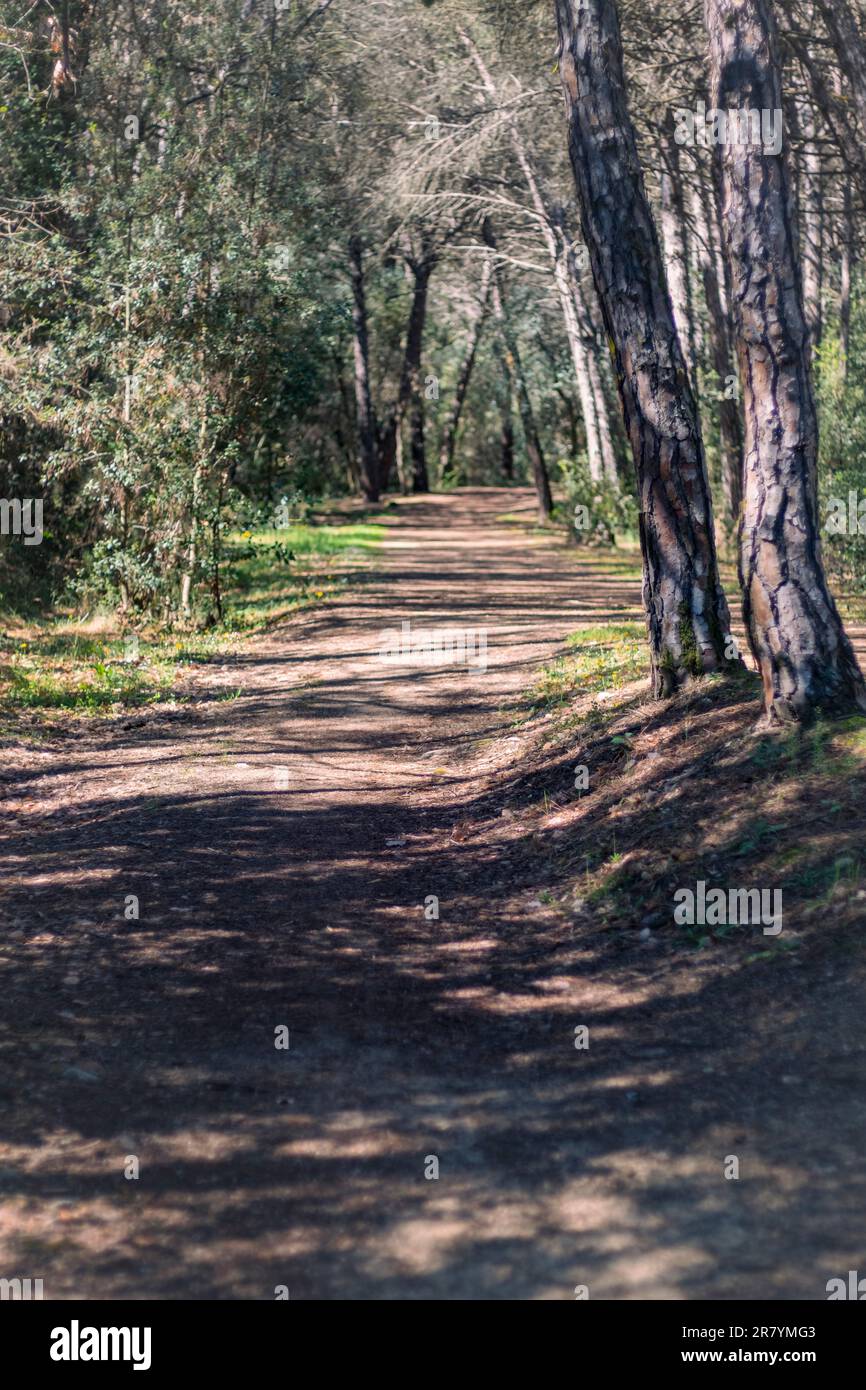 GRavel outdoor path on a pine tree forest landscape Stock Photo - Alamy