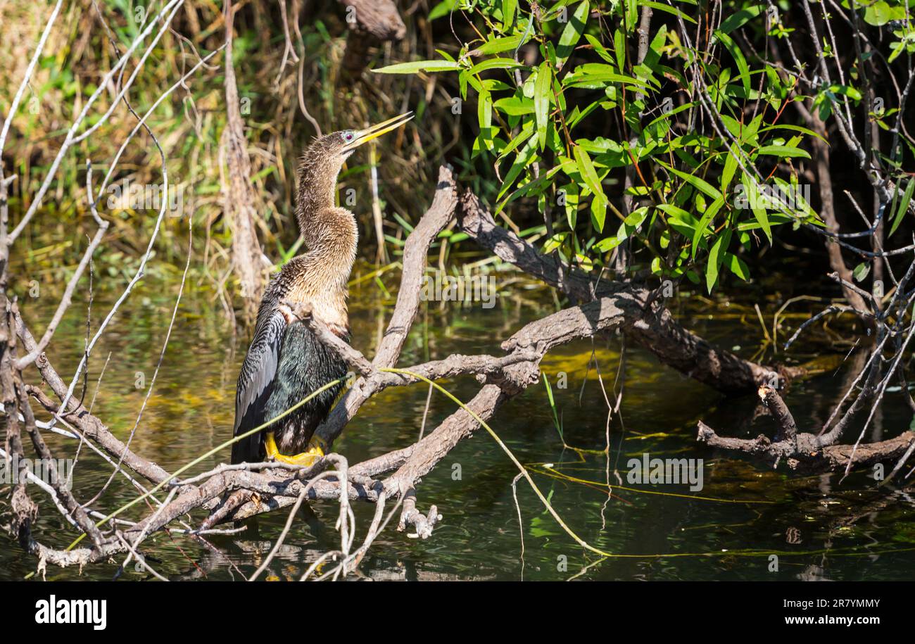 American Anhinga with chicks in the nest, Everglades National Park ...