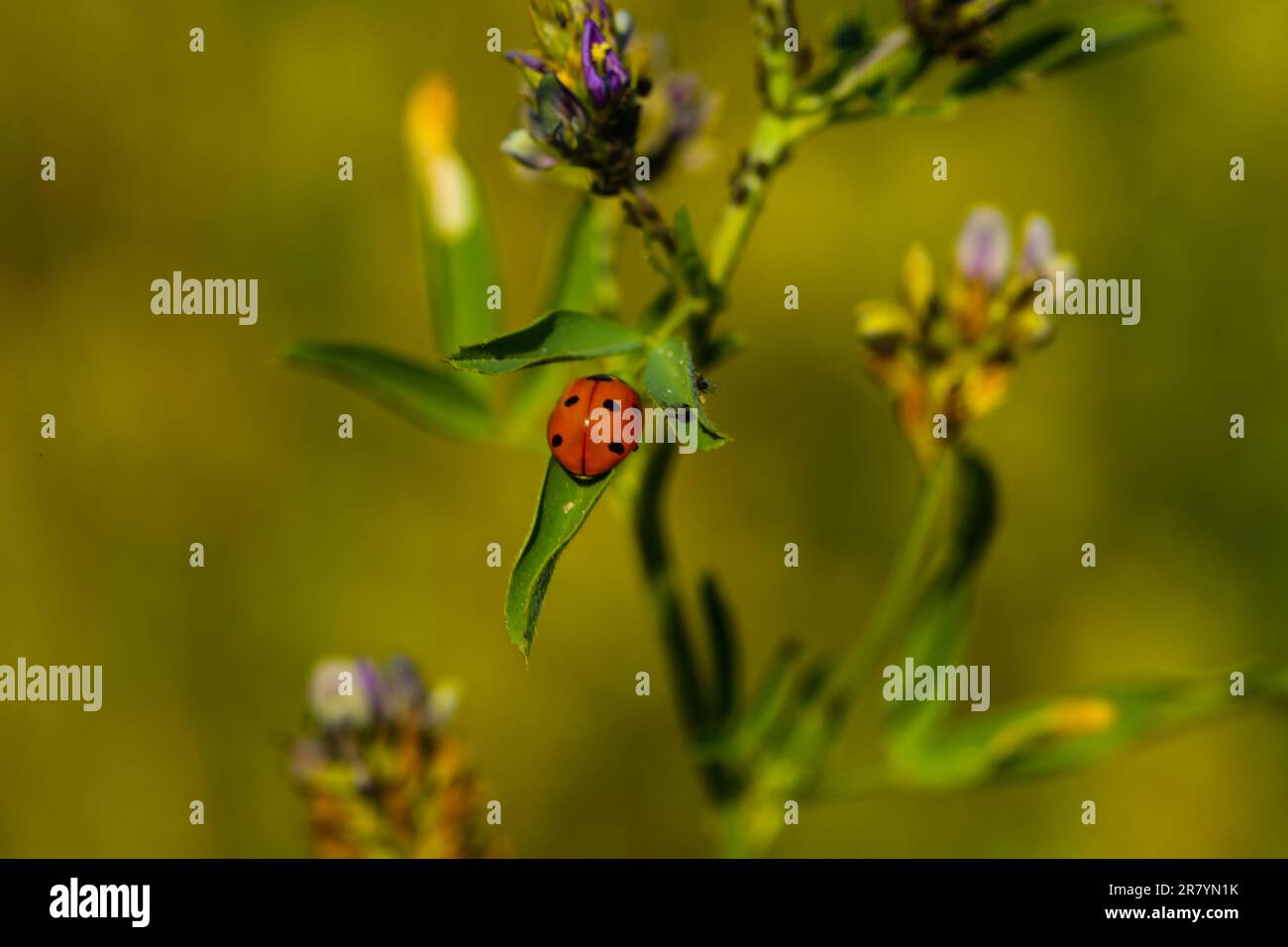 Ladybug insect vector art hi-res stock photography and images - Alamy