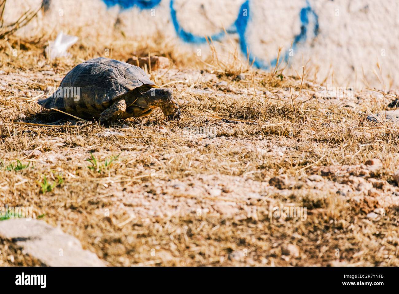 turtle walking slowly in grass, wildlife animals Stock Photo - Alamy