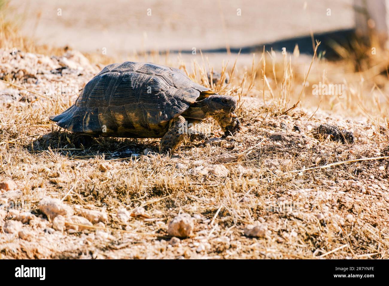 turtle walking slowly in grass, wildlife animals Stock Photo - Alamy