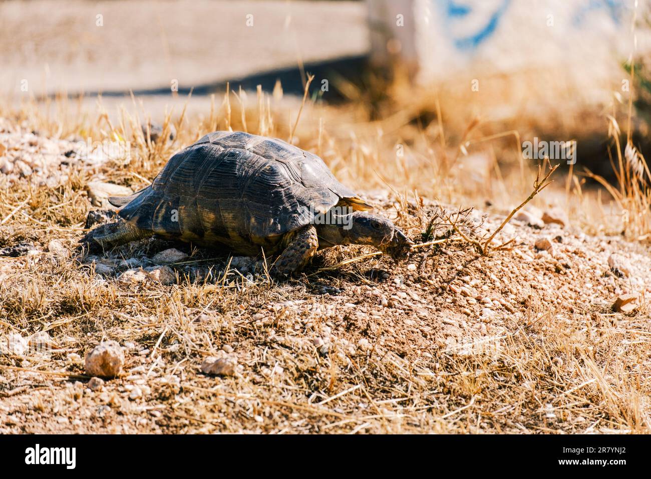 turtle walking slowly in grass, wildlife animals Stock Photo - Alamy