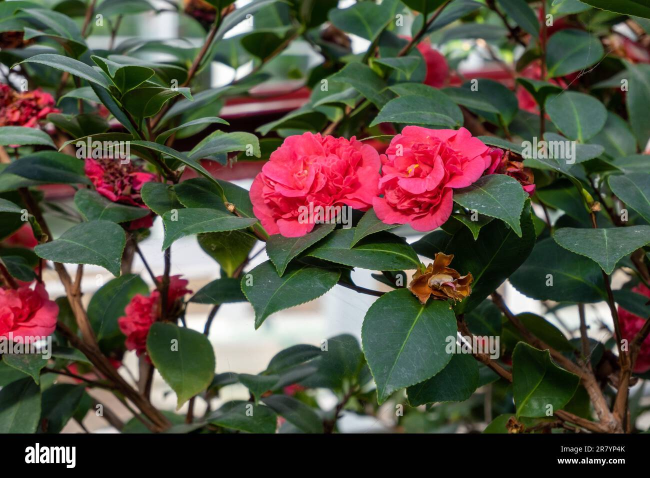 A vibrant flowering plant with bright red roses growing in the garden ...