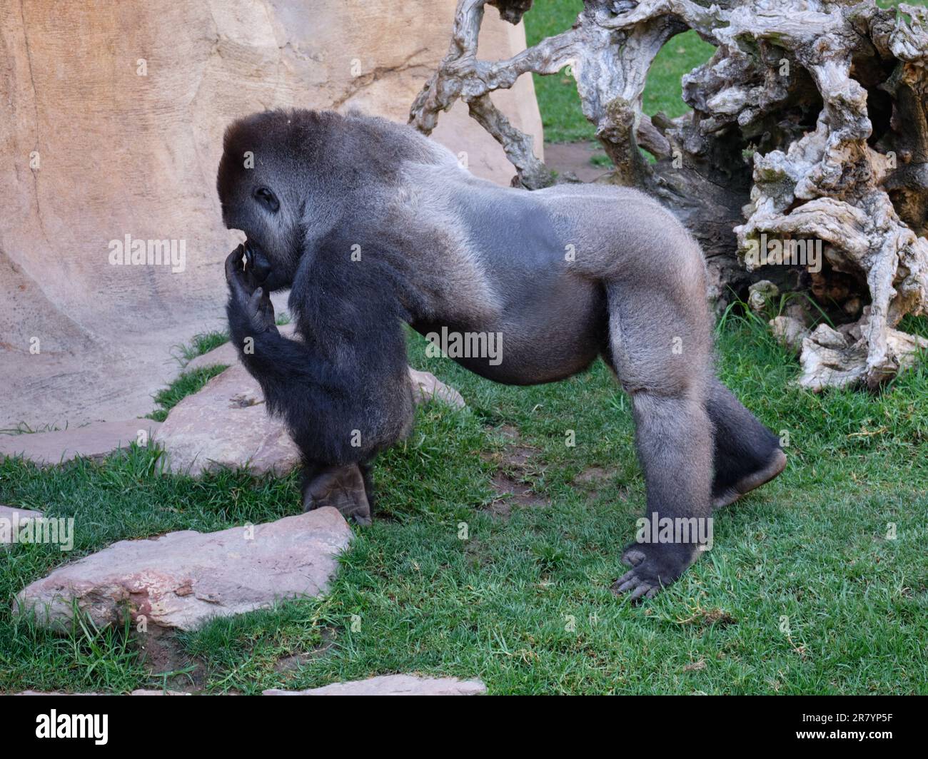 Western lowland gorilla (Gorilla, gorilla, gorilla) at zoo Bioparc in ...
