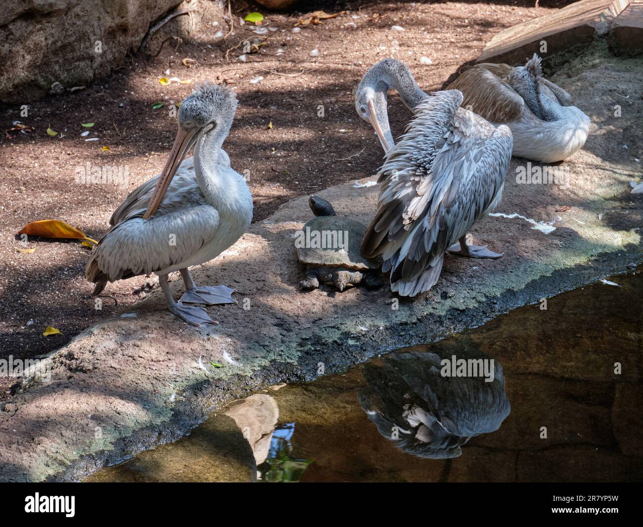 Eastern mediterranean bird hi-res stock photography and images - Alamy