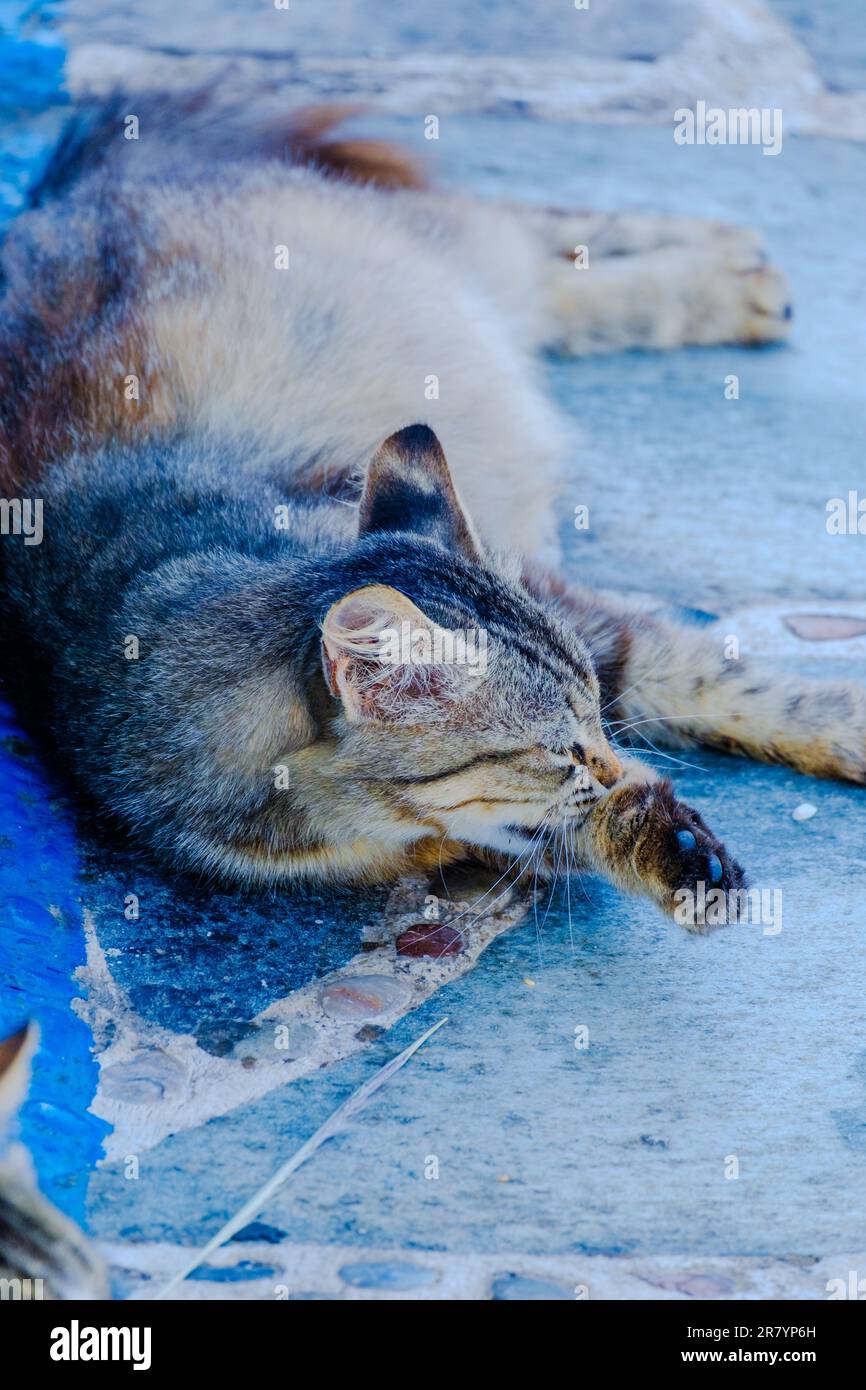 Street Cat, close portrait, wildlife animals, urban cat Stock Photo - Alamy