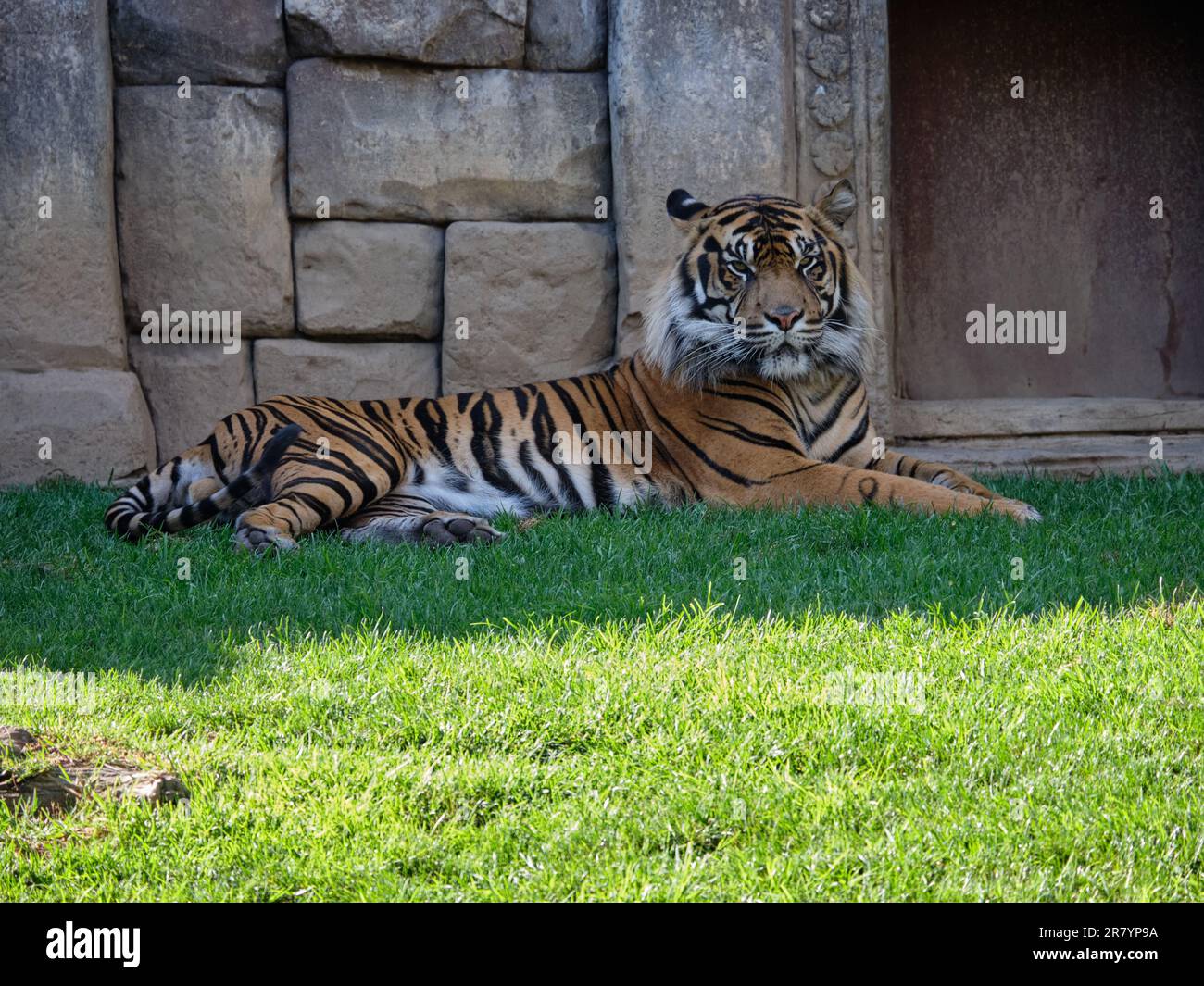 Sumatran Tiger, Panthera tigris sumatrae in enclosure, Zoo Bioparc ...