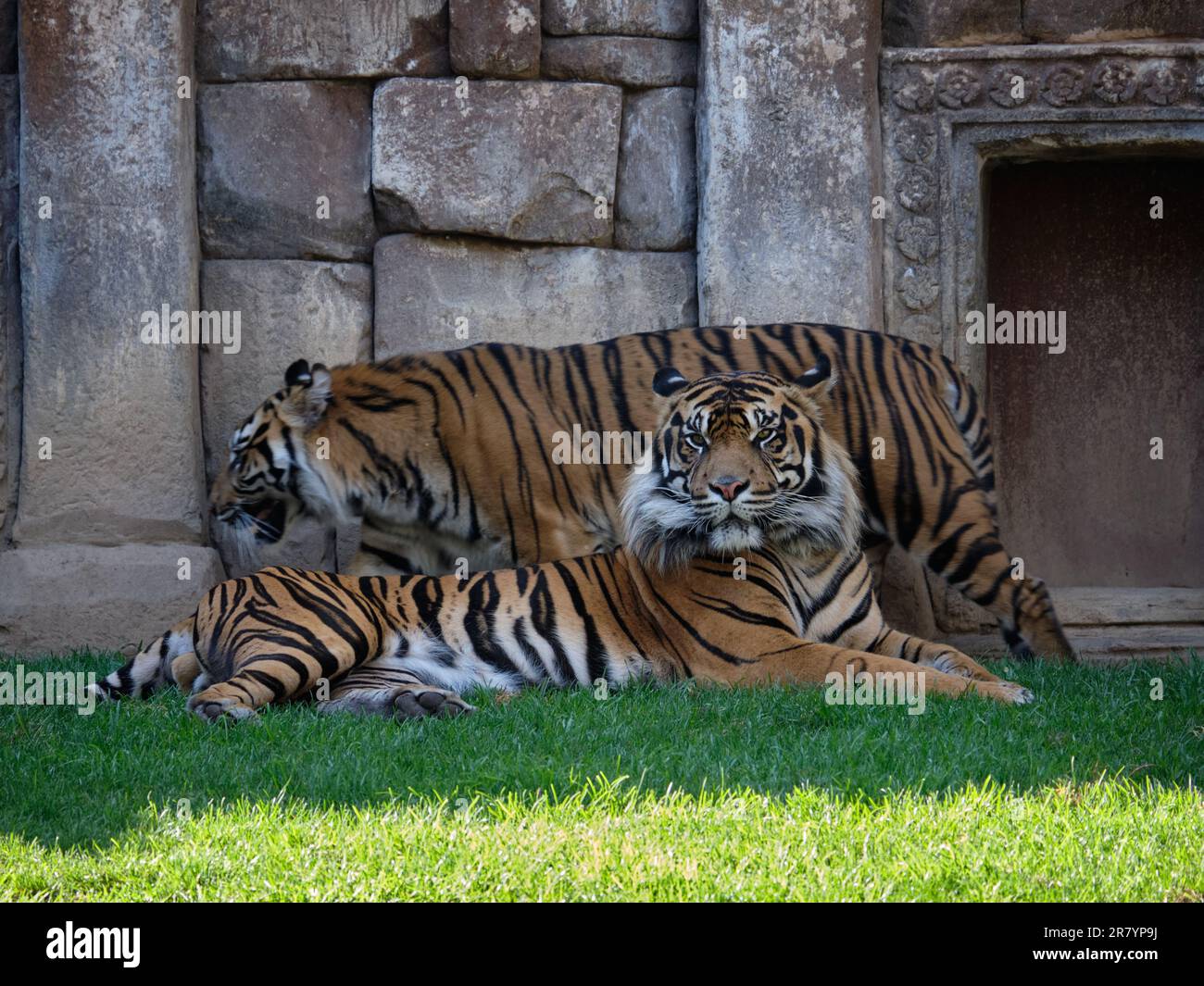 Sumatran Tigers, Panthera tigris sumatrae in enclosure, Zoo Bioparc ...
