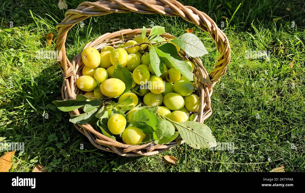 Yellow plums on a wood background. Fresh BIO fruits. Yellow fruits ...