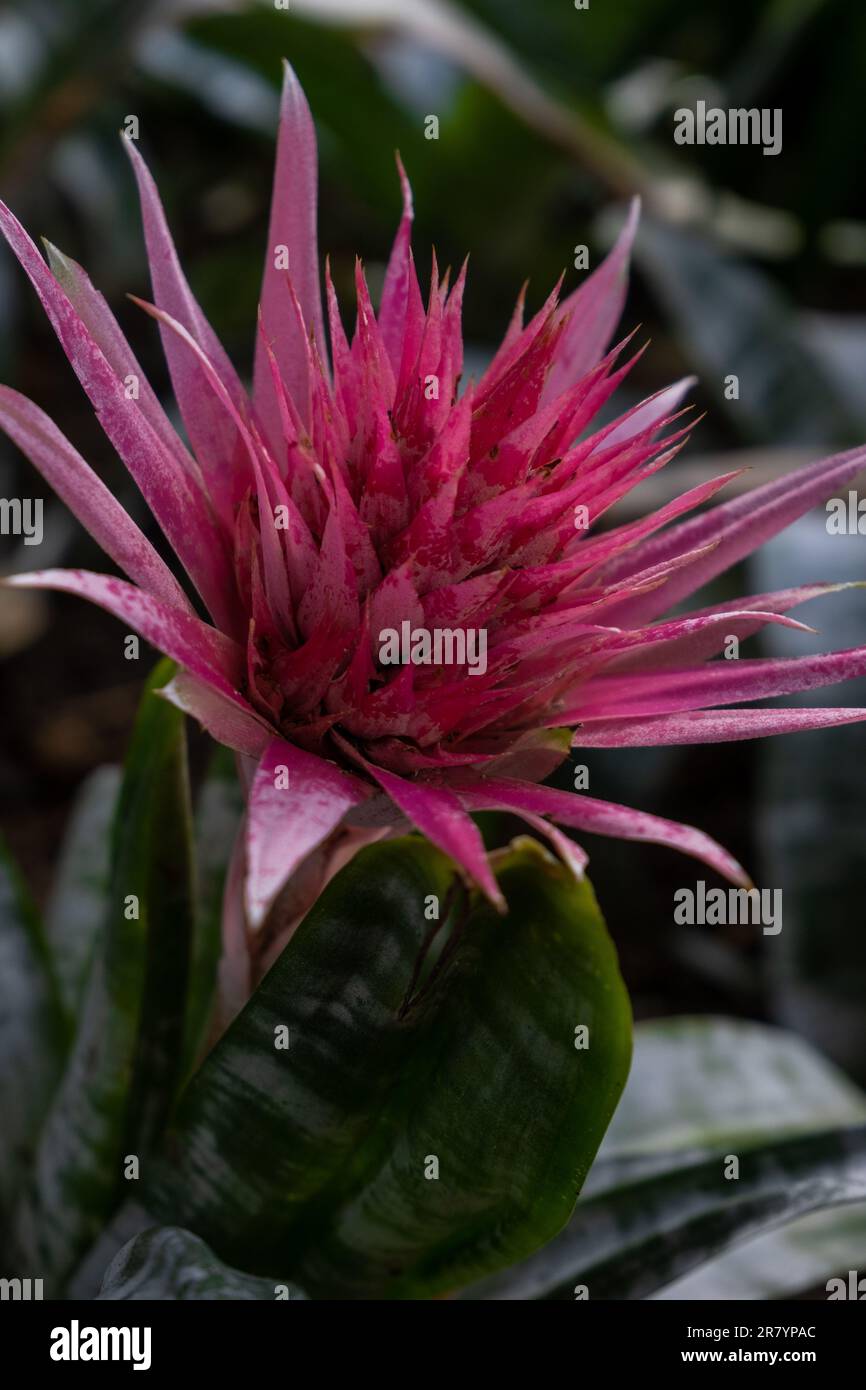 The flower with red sharp petals and a green background of the leaves ...